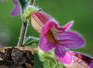 Rehmannia glutinosa - רמניה | Medical Herbs