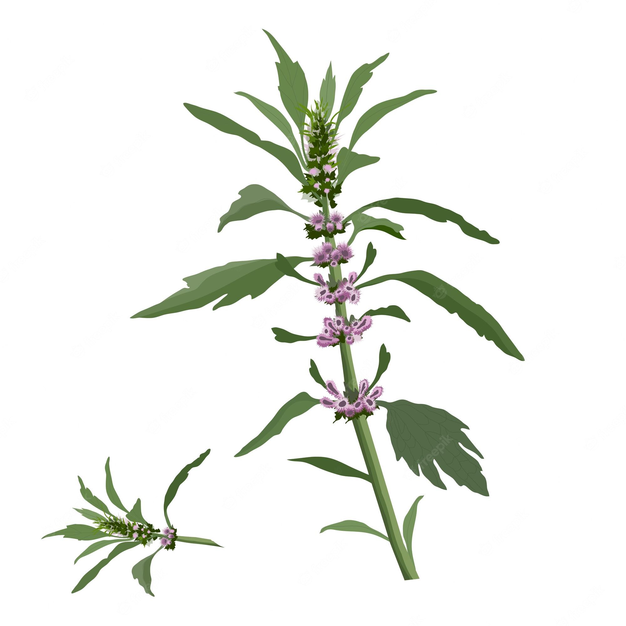 Leonurus cardiaca | Medical Herbs